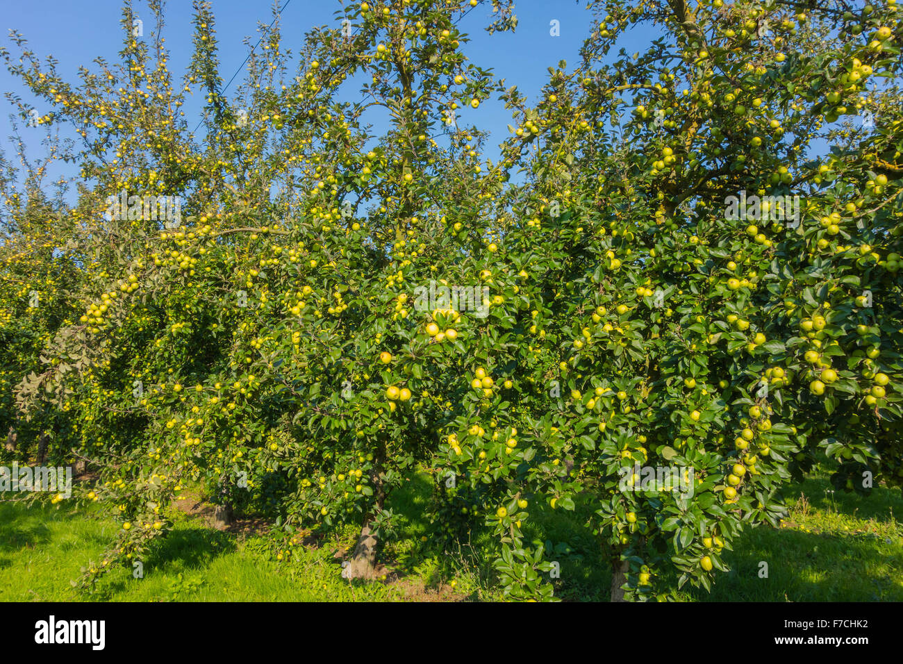 Hereford cider hi-res stock photography and images - Alamy