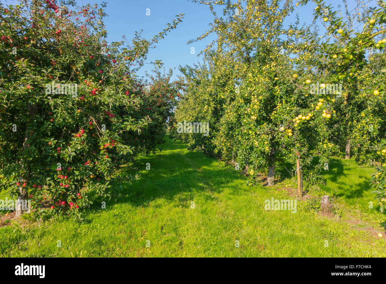Hereford cider hi-res stock photography and images - Alamy