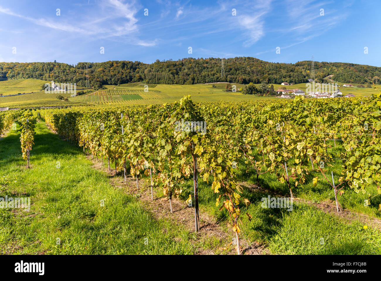 Beautiful scenery with rows of vineyard terraces in famous Lavaux wine ...