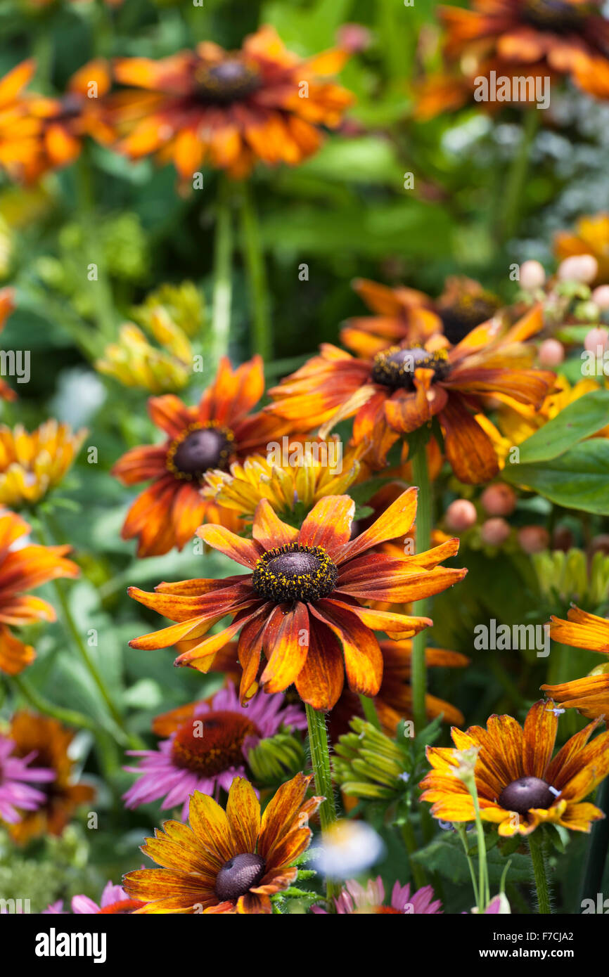 Brown daisy hi-res stock photography and images - Alamy