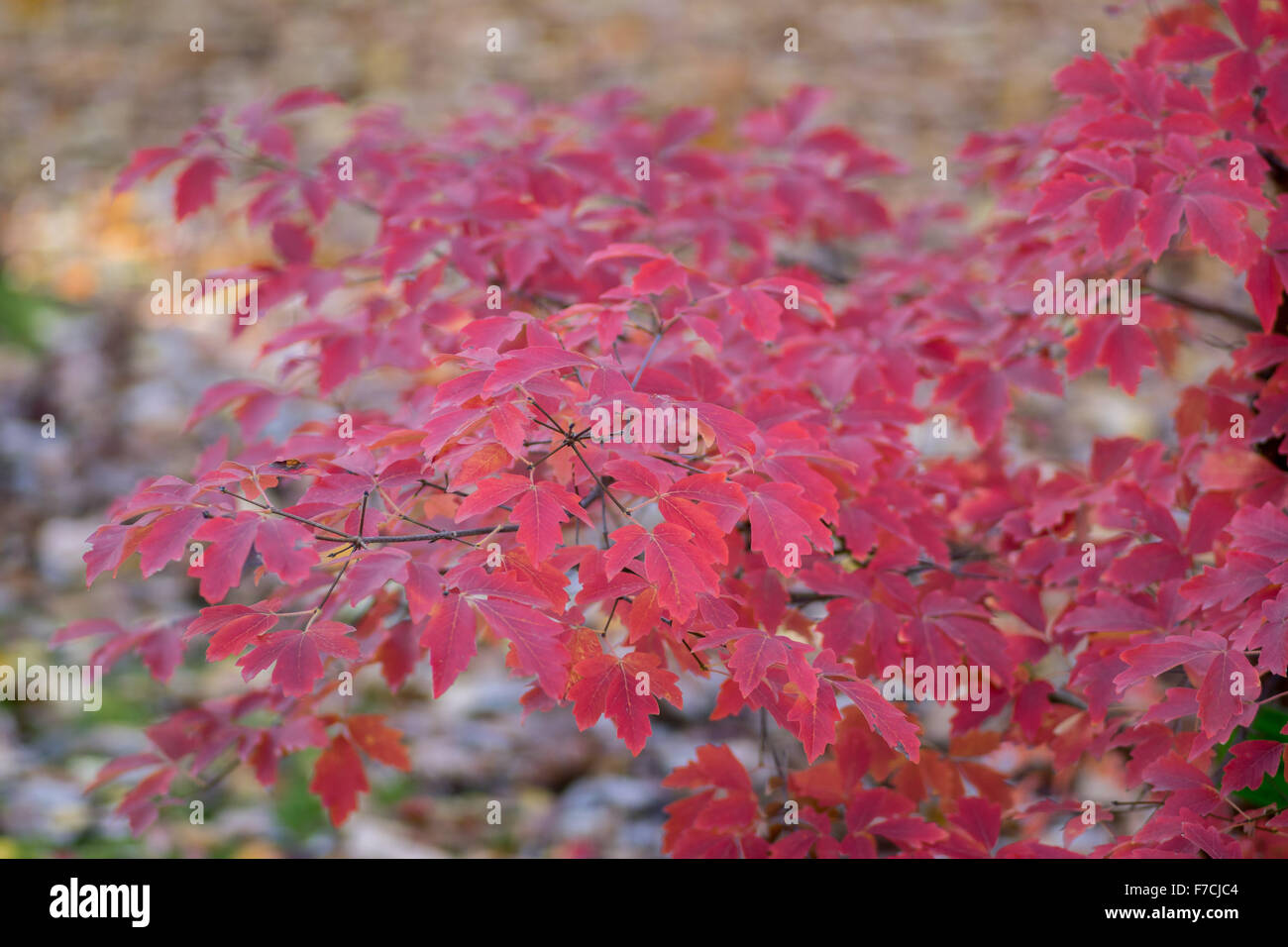 Red paperbark maple foliage in autumn Acer griseum Stock Photo - Alamy