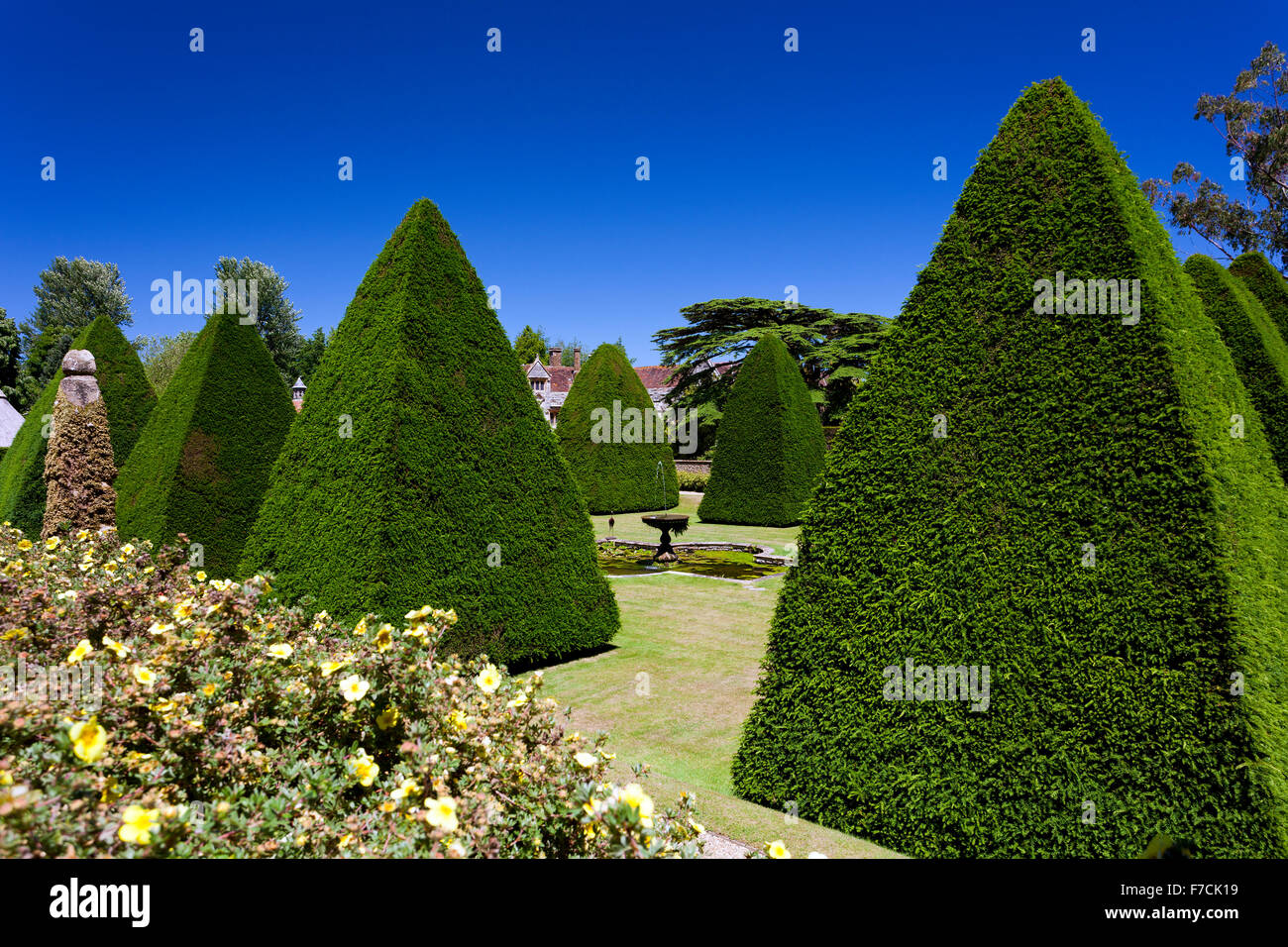 Impressive clipped yew tree topiary pyramids in the sunken garden of ...