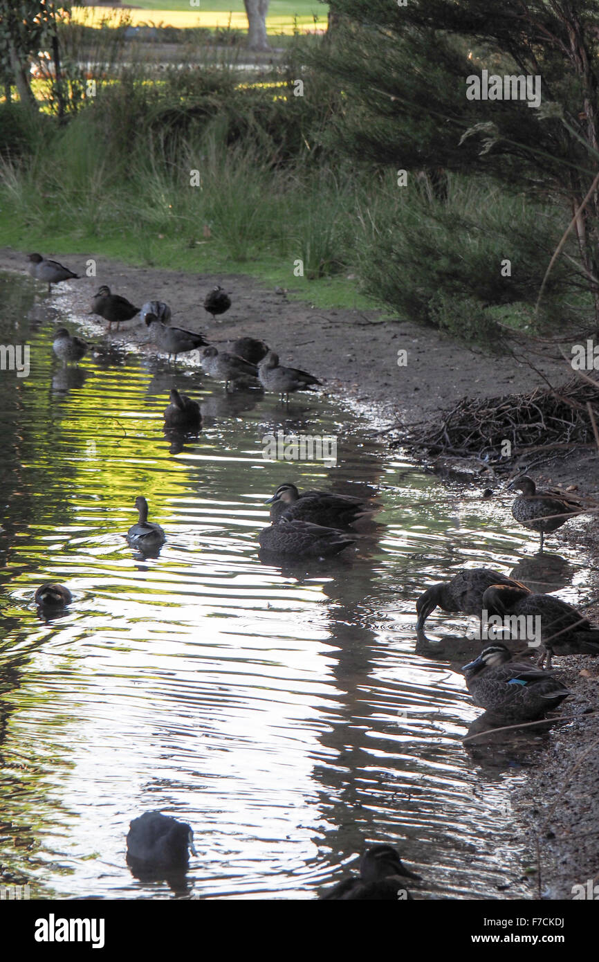 Australian ducks in a pond hi-res stock photography and images - Alamy