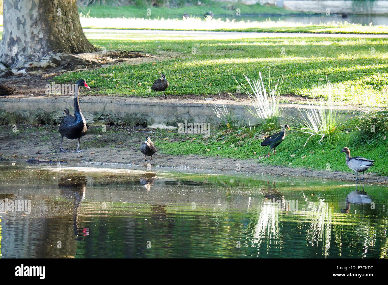 A black swan, ducks and wading birds at the edge of a small lake in ...