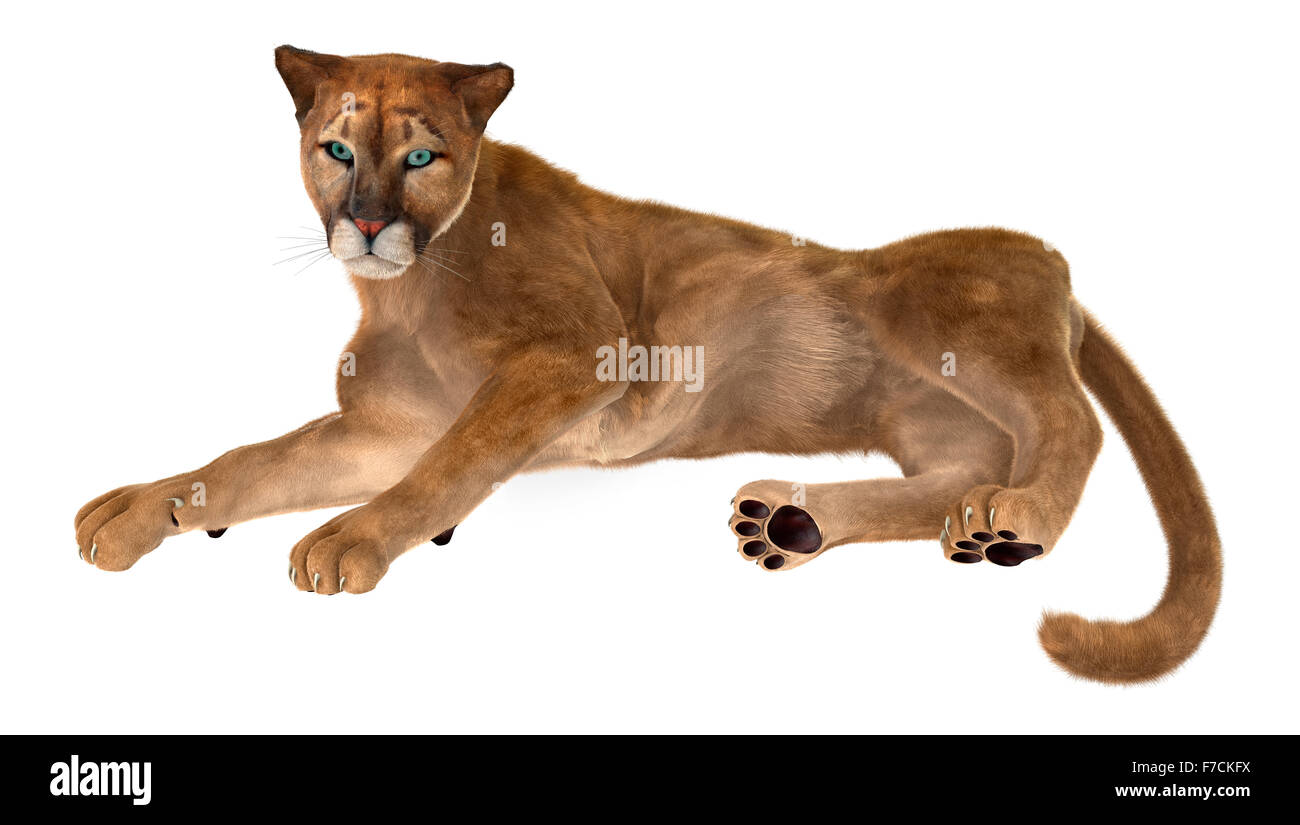 3D digital render of a big cat puma isolated on white background Stock ...