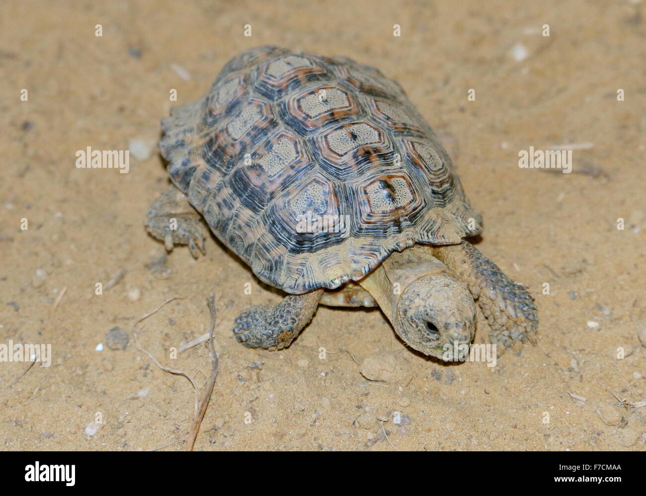 South African Speckled Cape Tortoise or Padloper (Homopus Signatus ...