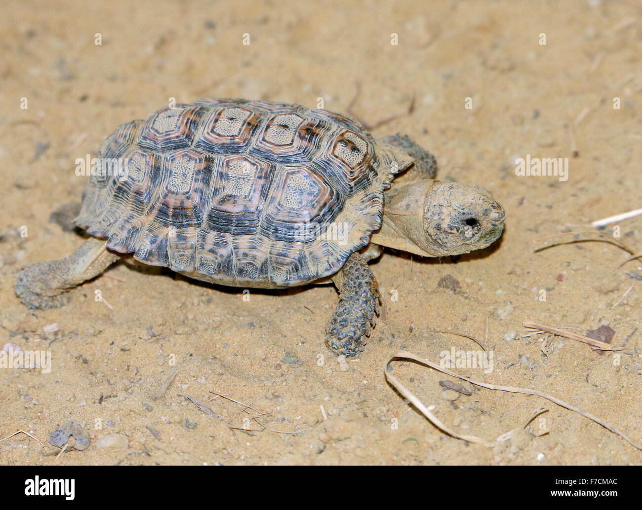 South African Speckled Cape Tortoise or Speckled Padloper (Homopus ...