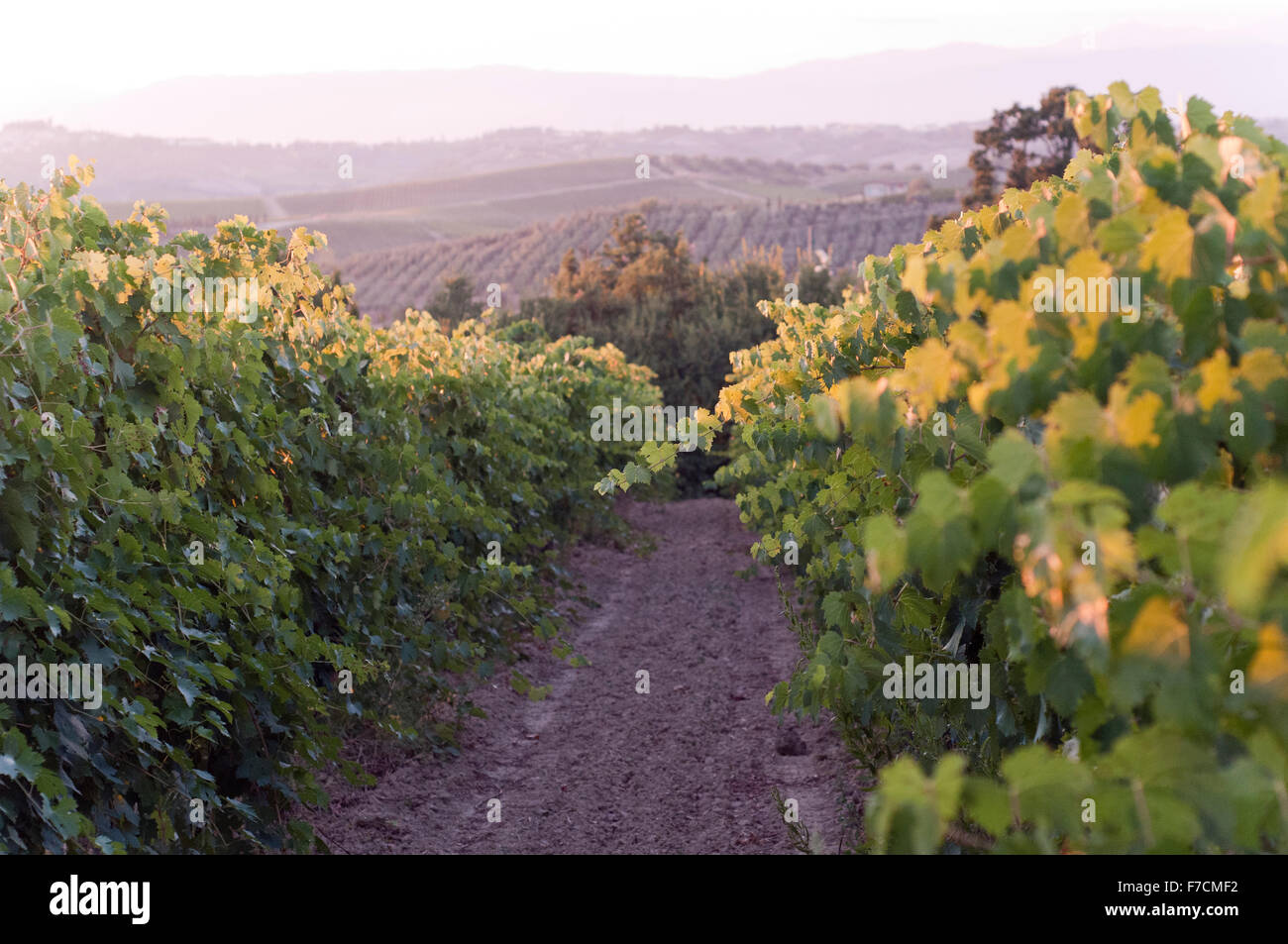 Sunrise over vineyard in hi-res stock photography and images - Alamy