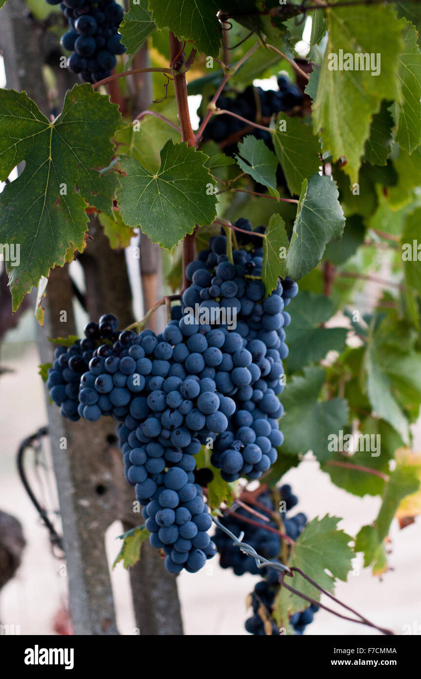Cluster ripe black grapes hi-res stock photography and images - Alamy