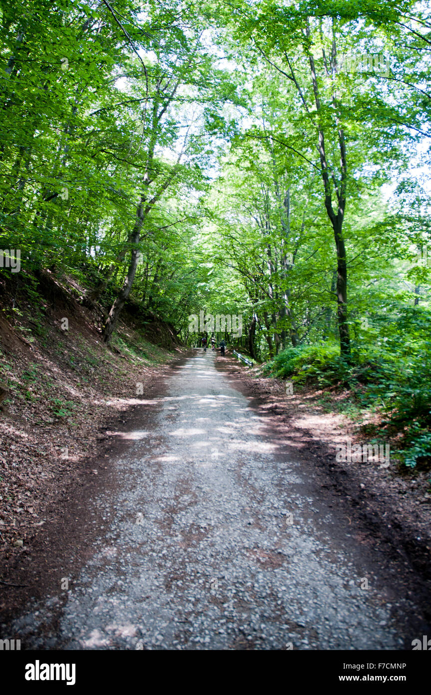 Long Ground road in Vitosha Mountain Forest Bulgaria Stock Photo - Alamy