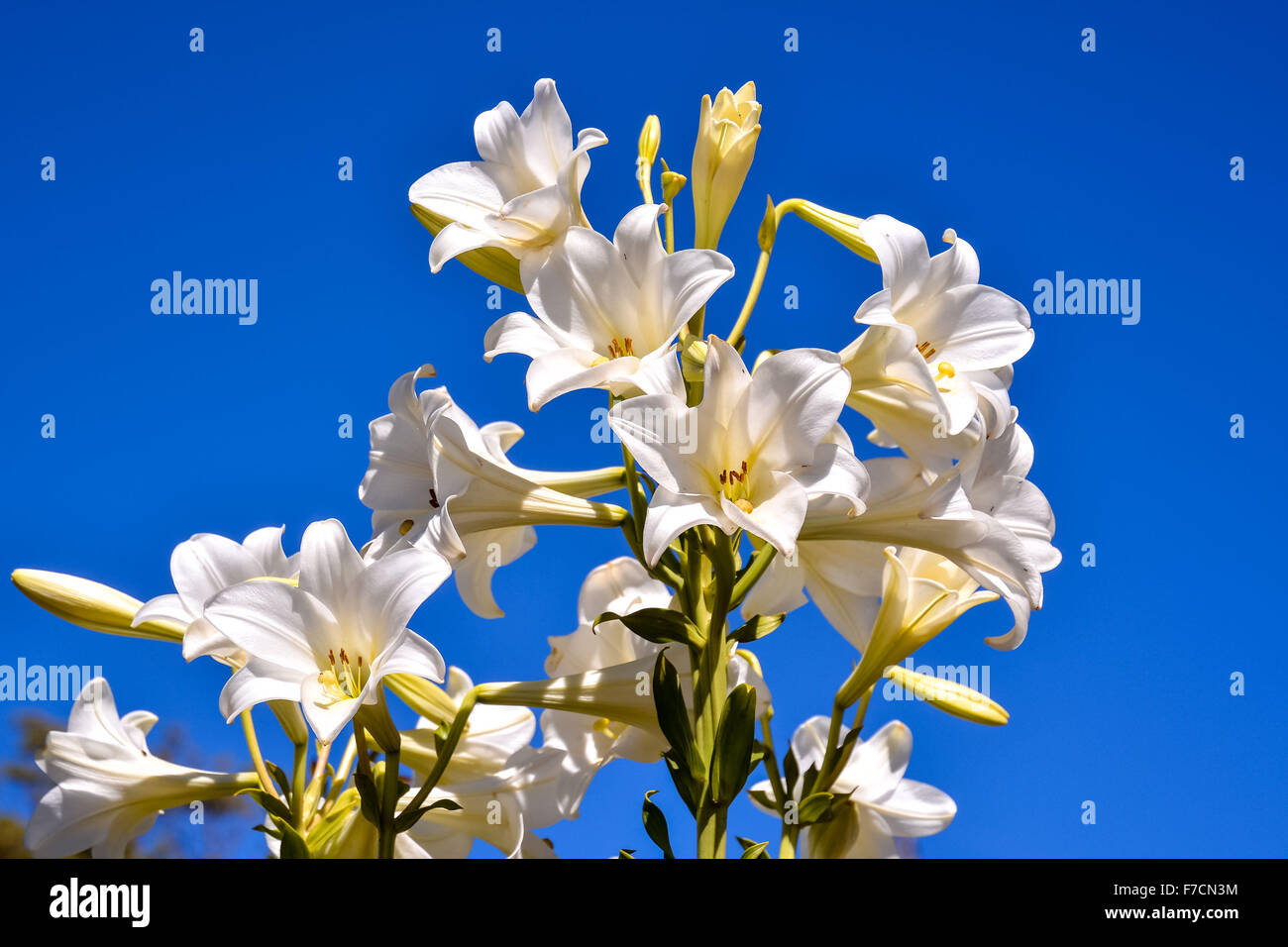 Flowwer bouquet hi-res stock photography and images - Alamy