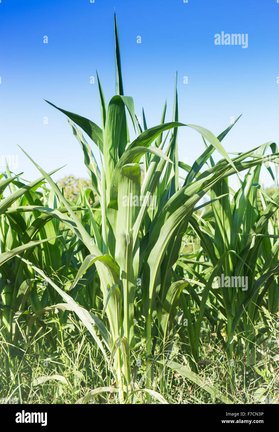 Corn field with blue sky, stock photo Stock Photo - Alamy