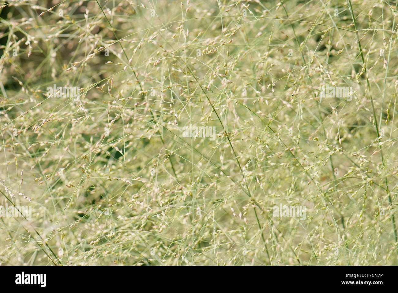 texture of the leaves and stems of grasses Stock Photo - Alamy