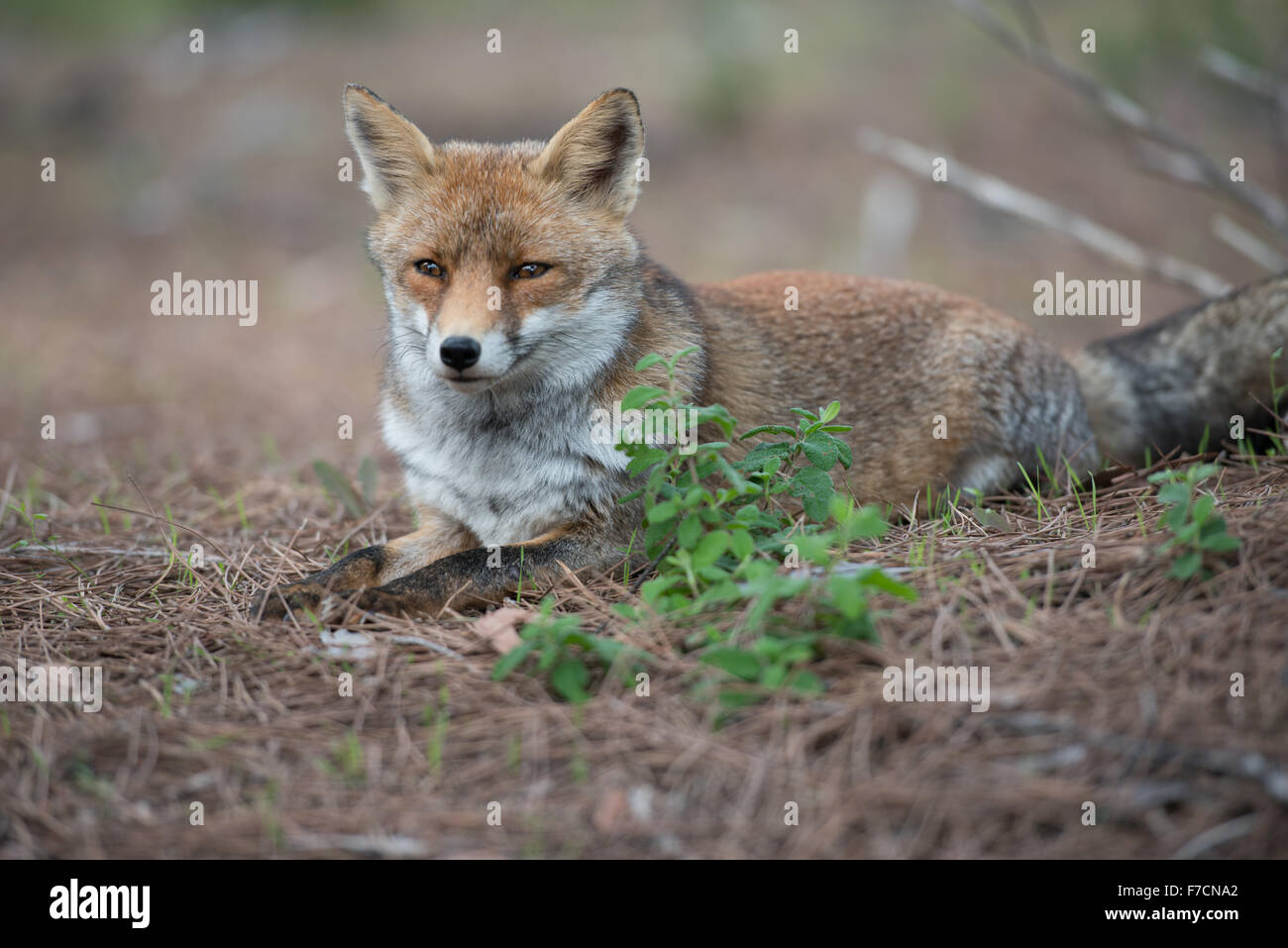 Fox in the wild Stock Photo - Alamy