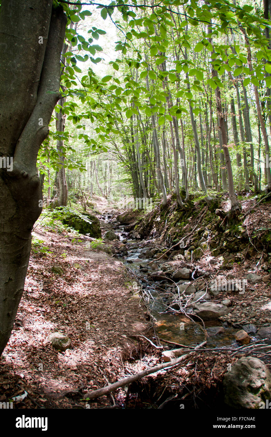 Small Stream Running Along Forest Path – Vitosha’s Hidden Brook Stock ...