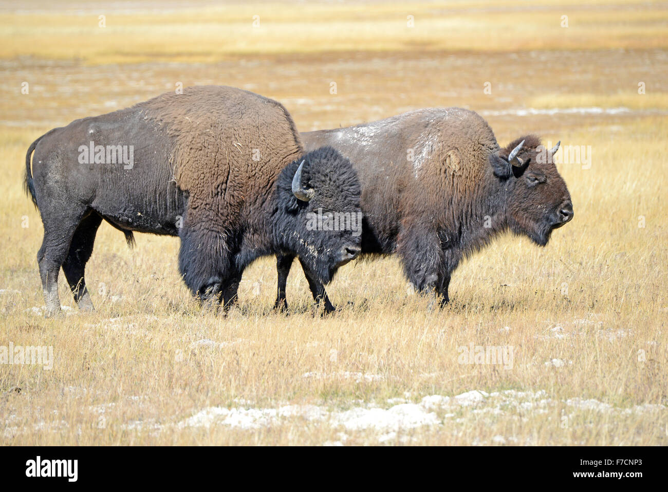 American Bison in their native grassland prairie habitat, Yellowstone ...