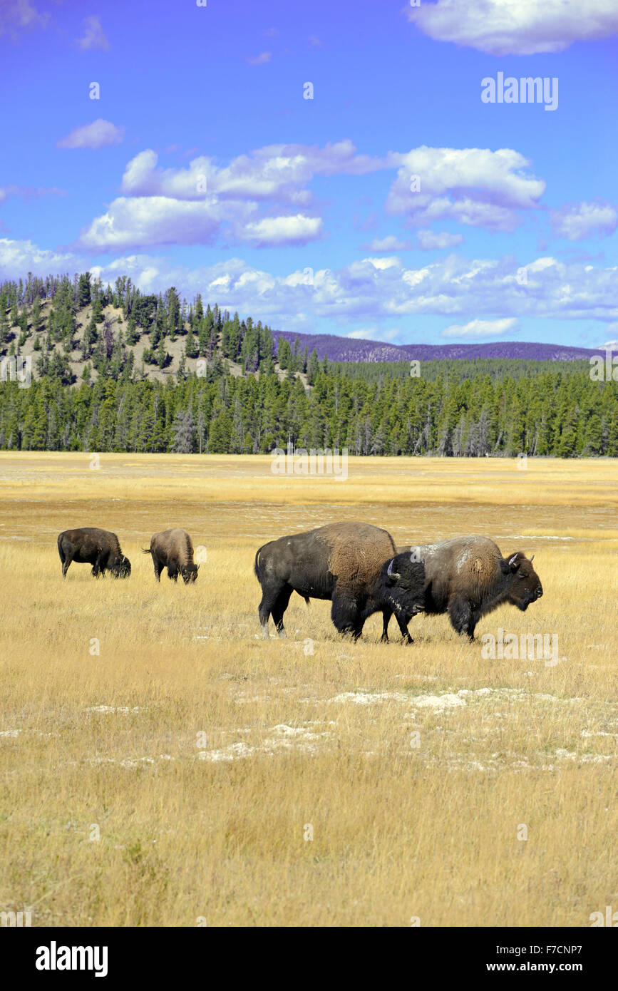 American Bison in their native grassland prairie habitat, Yellowstone ...