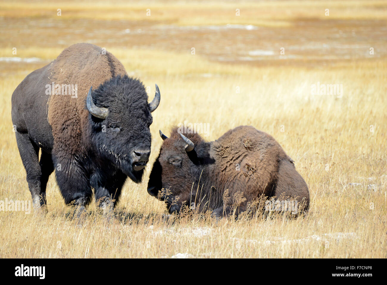 American Bison in their native grassland prairie habitat, Yellowstone ...