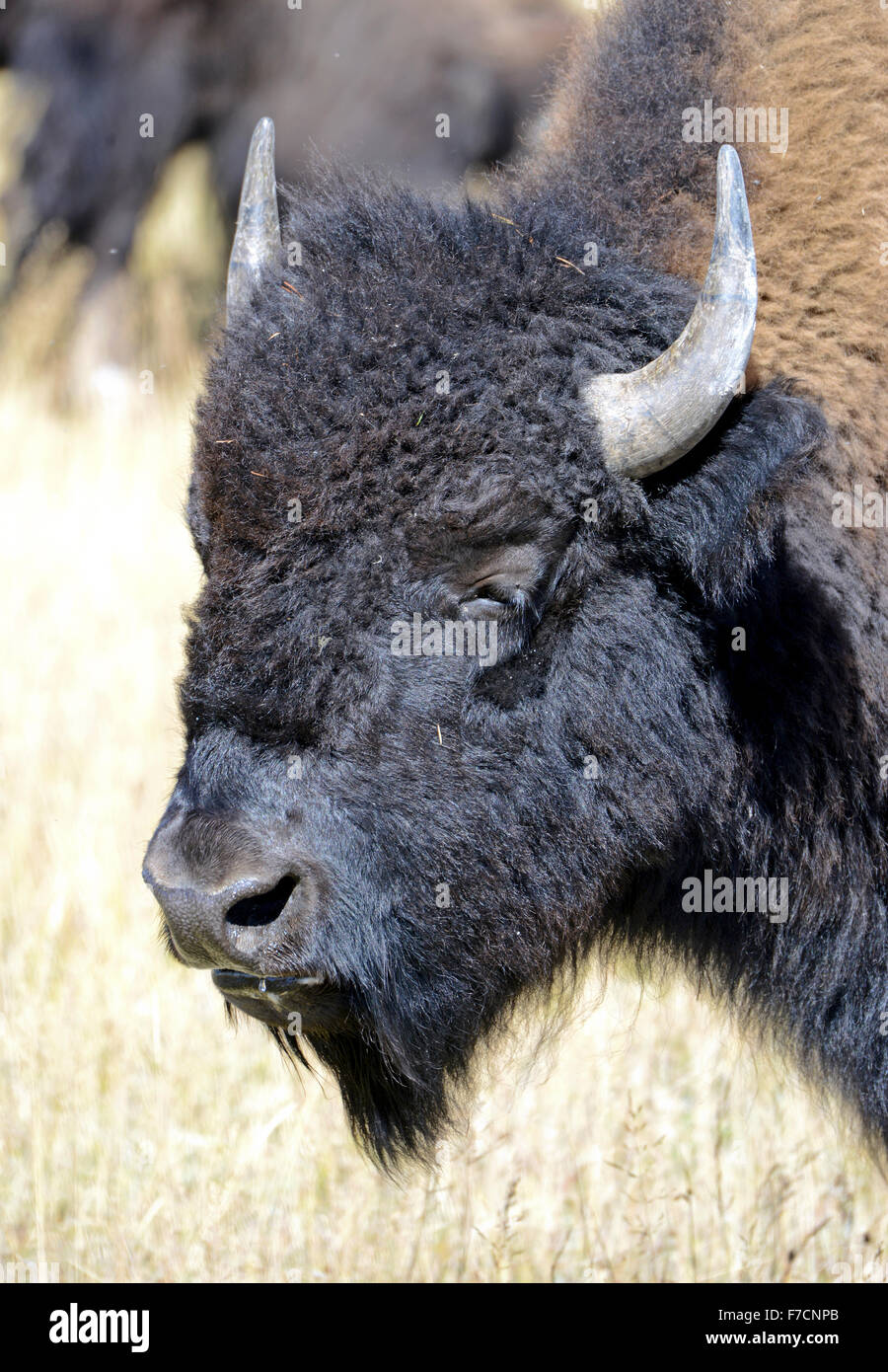 American Bison in their native grassland prairie habitat, Yellowstone ...