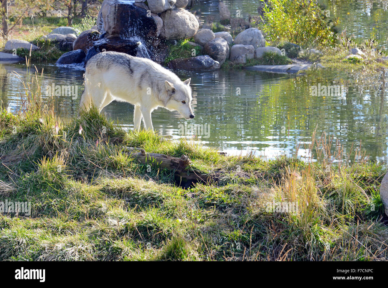 Gray wolf, an endangered species was once common in the U.S., now has a ...