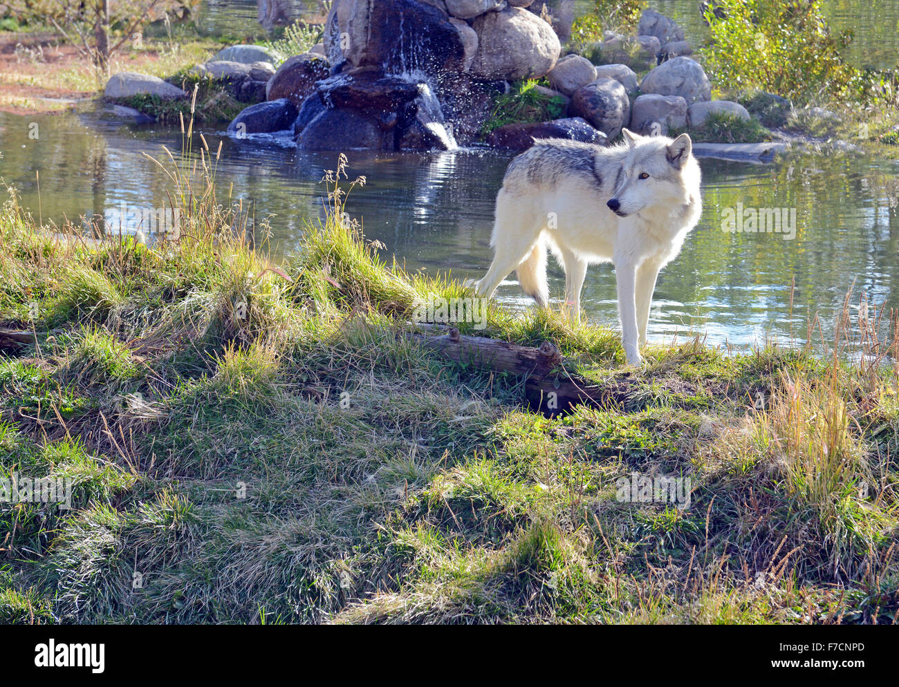 Gray wolf, an endangered species was once common in the U.S., now has a ...