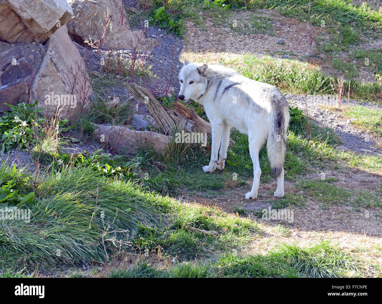 Gray wolf, an endangered species was once common in the U.S., now has a ...