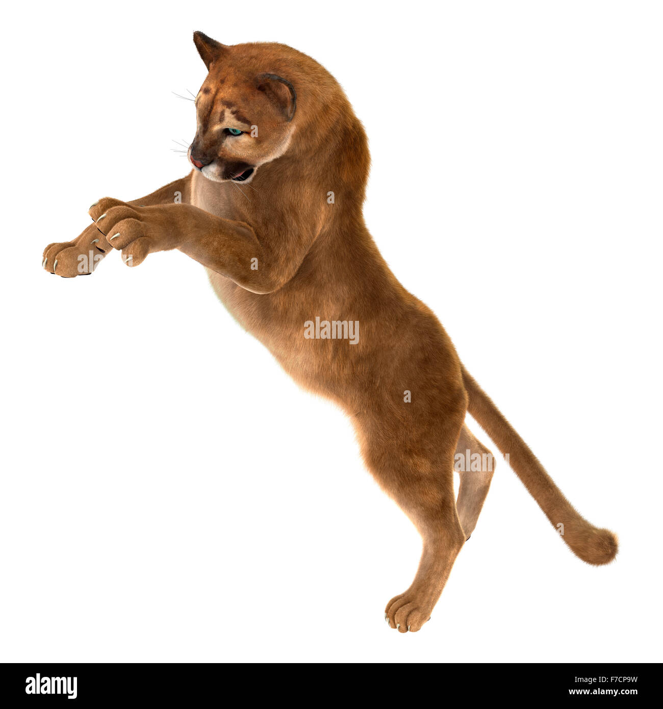 3D digital render of a big cat puma isolated on white background Stock ...