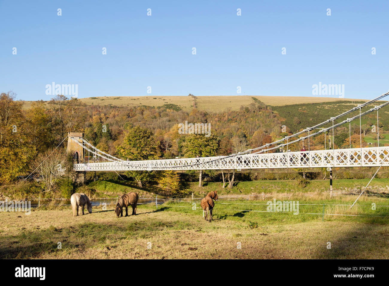 Horses by Chainbridge footbridge across the River Tweed. Melrose ...