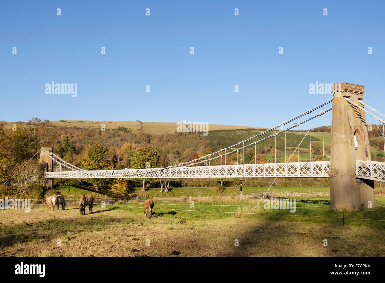 Horses by Chainbridge footbridge across the River Tweed. Melrose ...