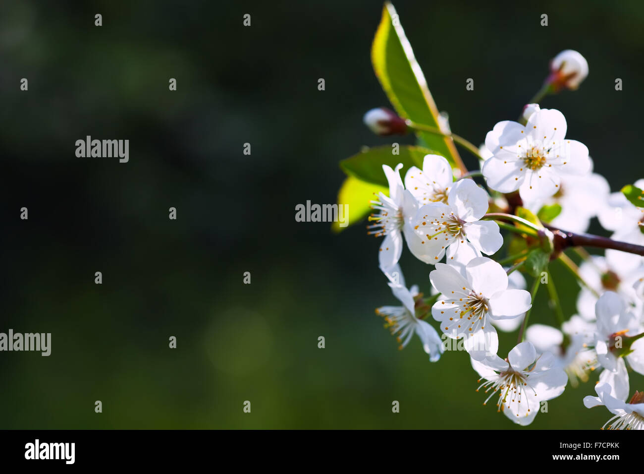 blooms tree branch in spring against blur background Stock Photo - Alamy