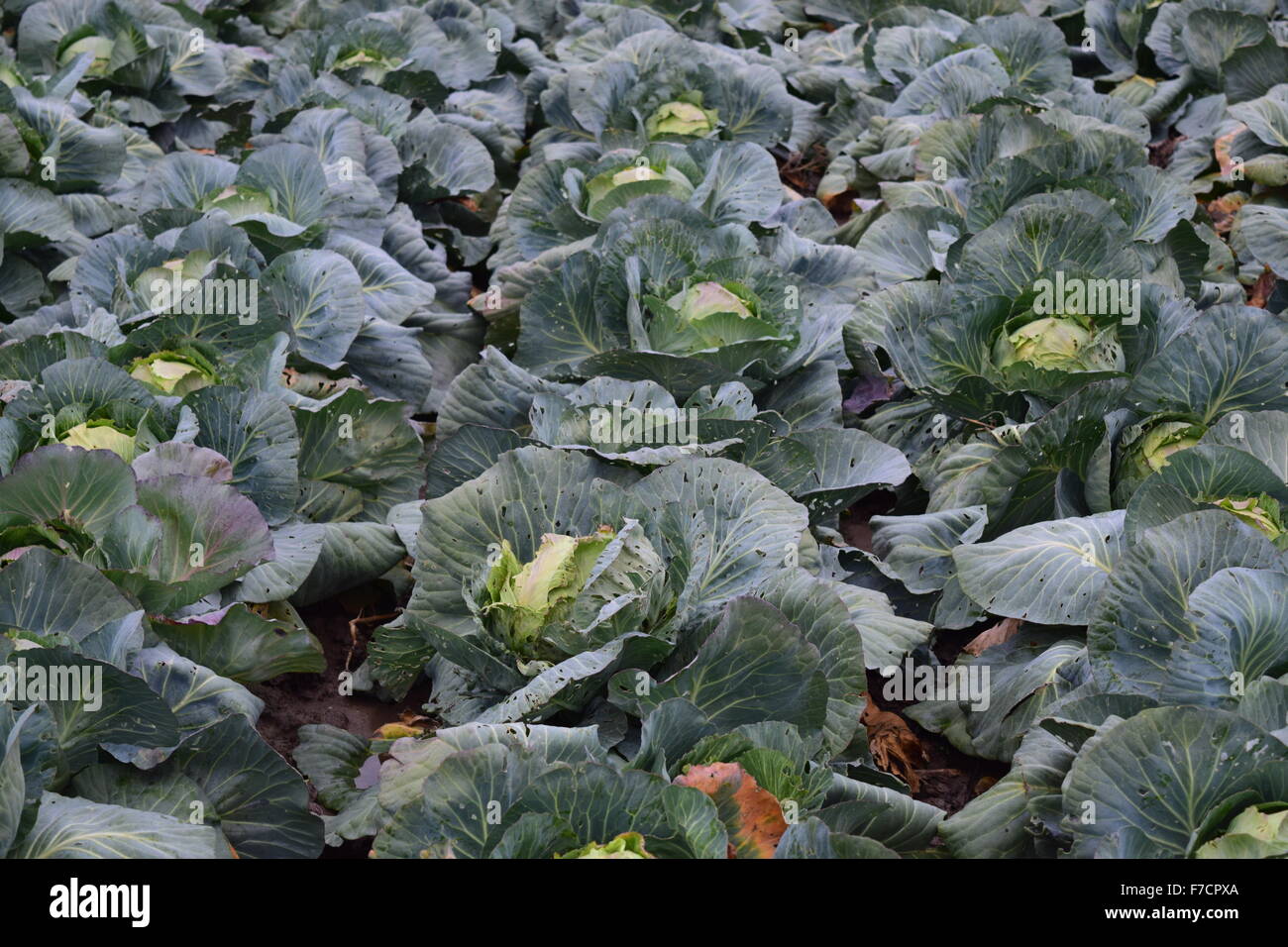 Cabbage field. Cultivation of cabbage in an open ground in the field ...