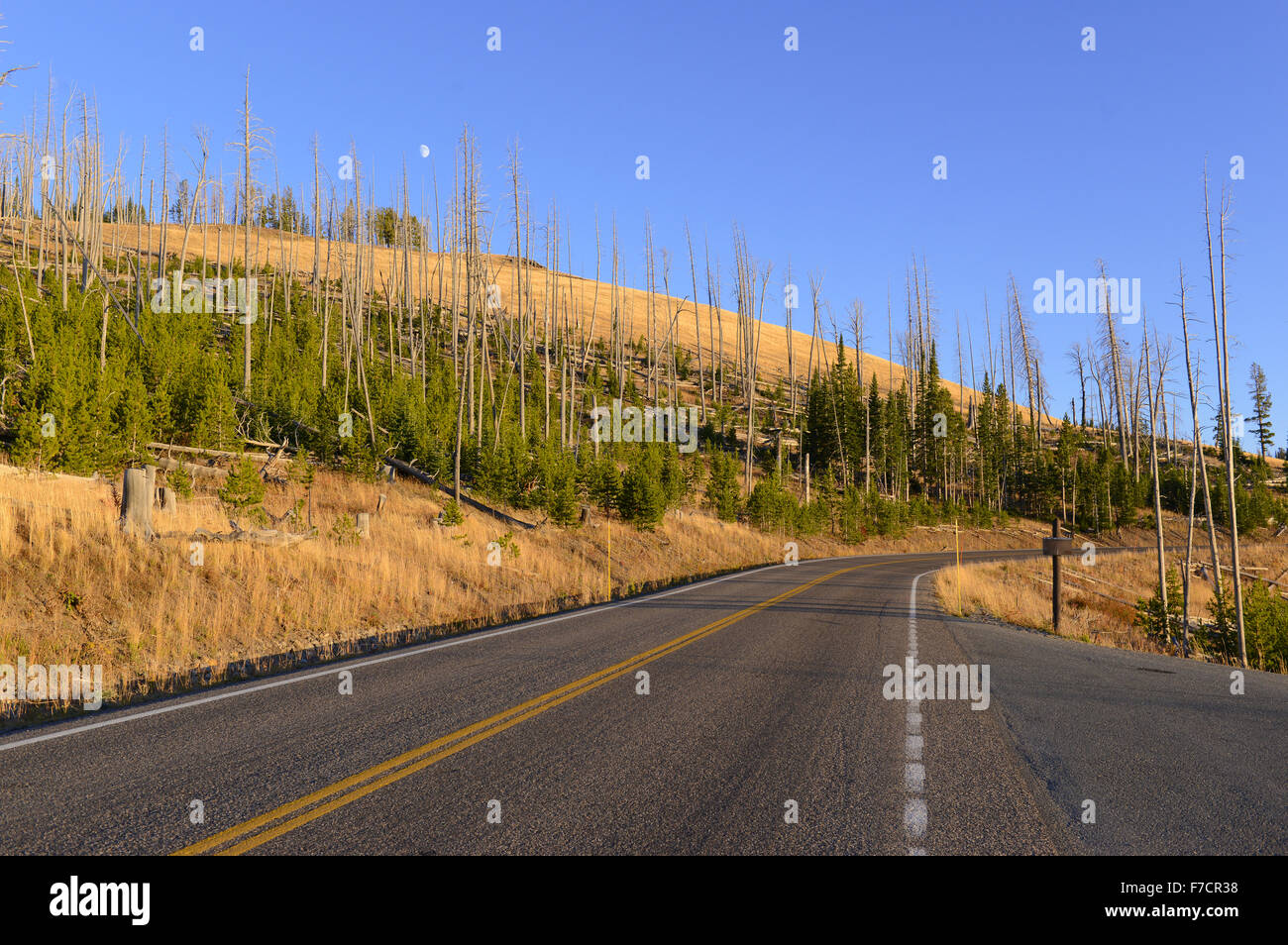 Yellowstone forest rebirth hi-res stock photography and images - Alamy