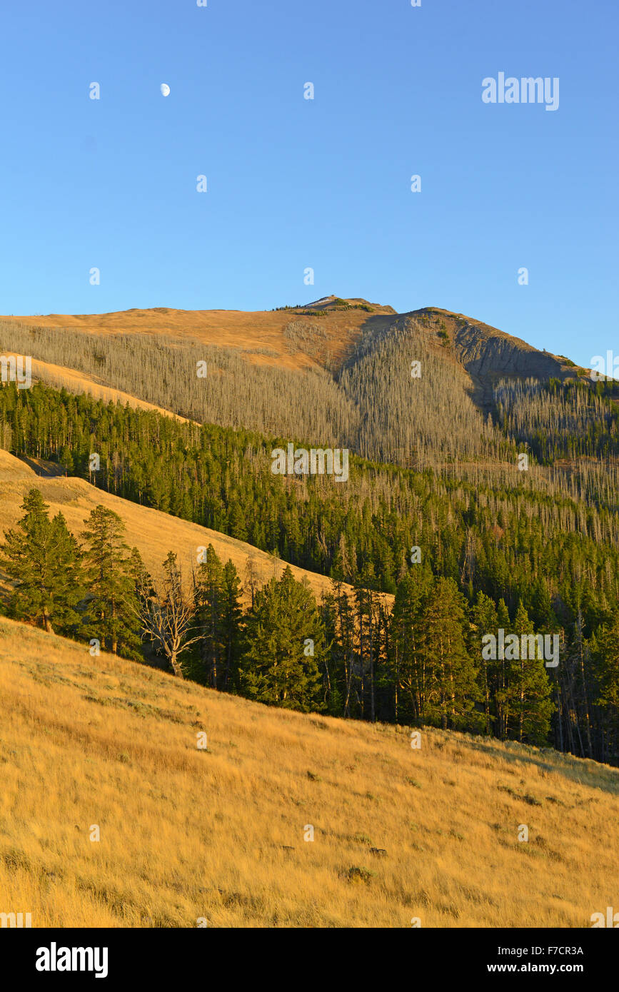 Yellowstone fires 1988 hi-res stock photography and images - Alamy