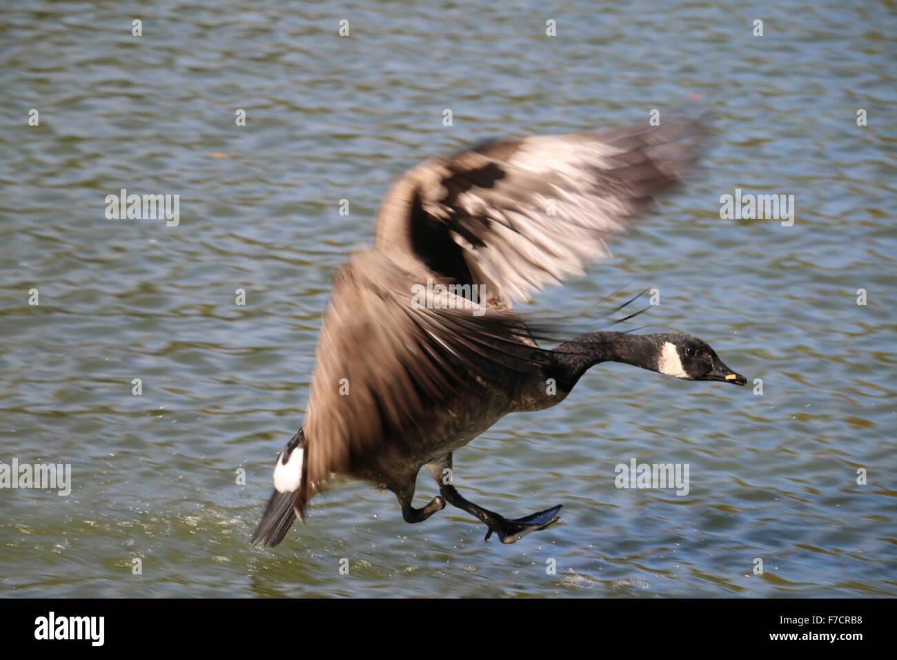 Goose landing on water Stock Photo - Alamy