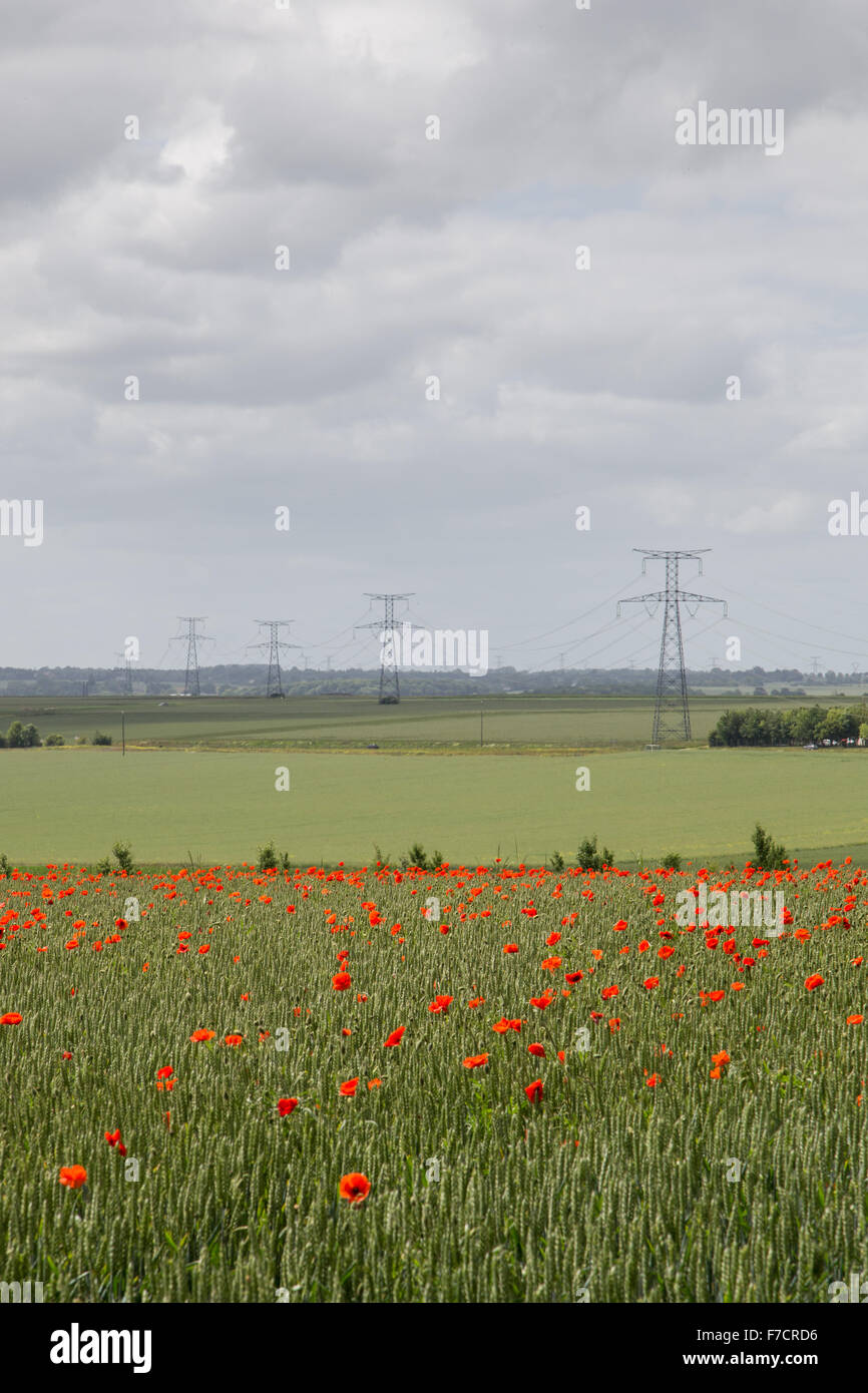 Battle site and field poppies at Hill 112, Operation Jupiter - a ...