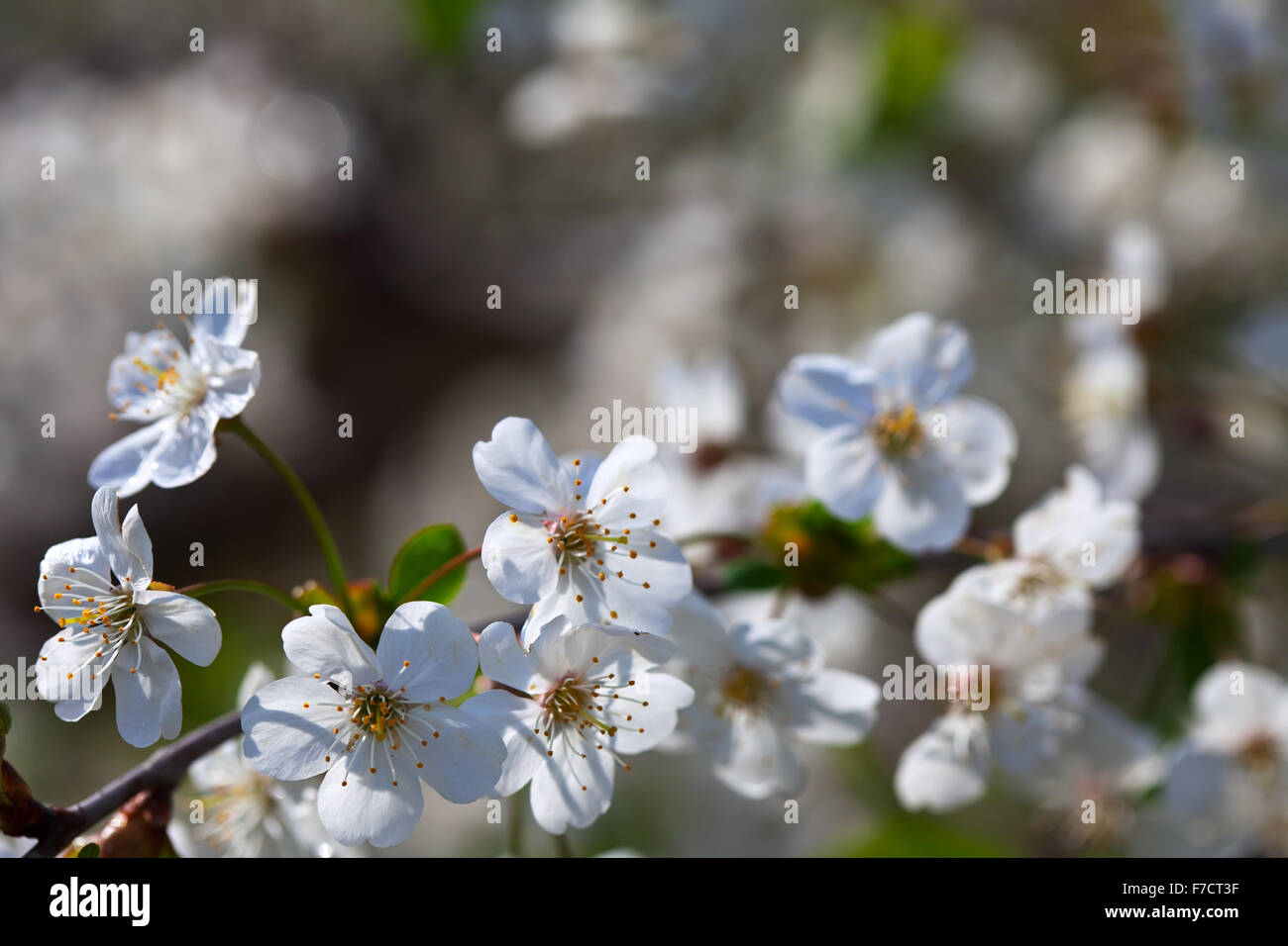 blooms tree branch in spring garden Stock Photo - Alamy