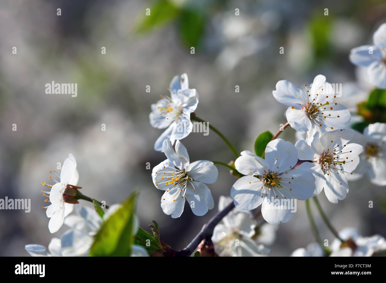 blooms tree branch in spring against blur background Stock Photo - Alamy