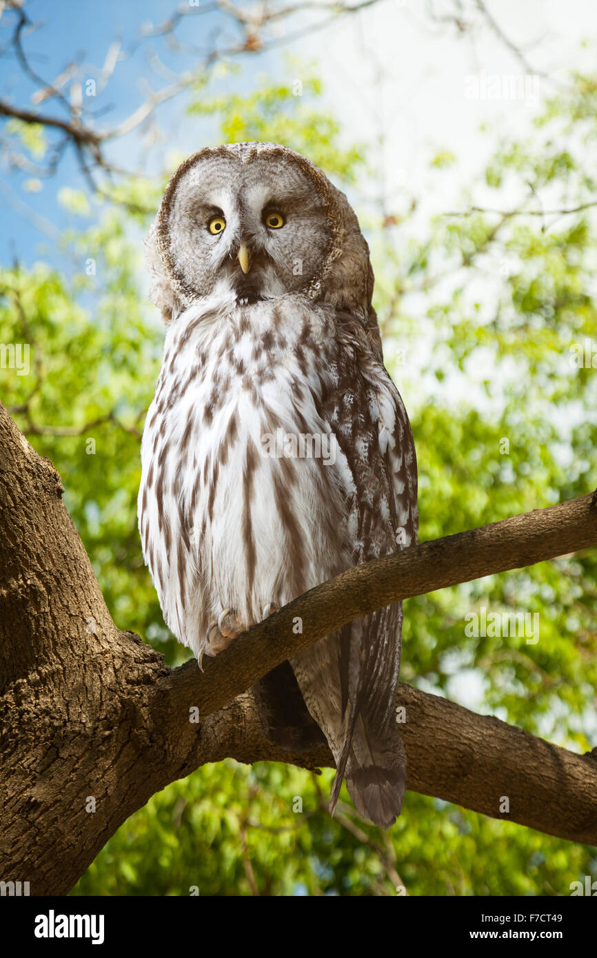 Great Grey Owl (Strix nebulosa) on tree at forest Stock Photo - Alamy