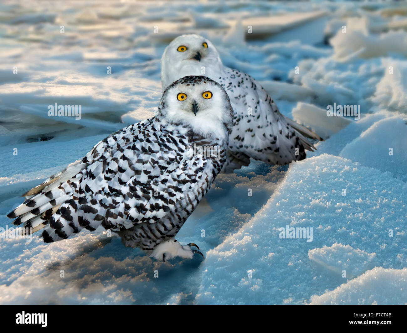 Snowy Owl (Bubo scandiacus) at ice area Stock Photo - Alamy
