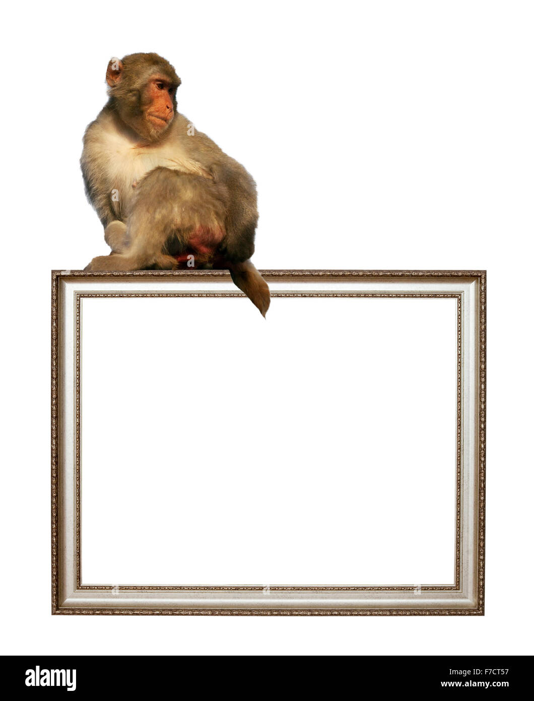 picture frame with sitting monkey. Isolated over white background Stock ...
