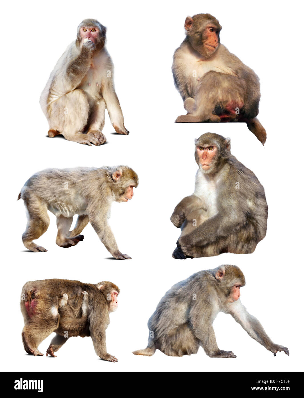 Japanese macaques Cut Out Stock Images & Pictures - Alamy