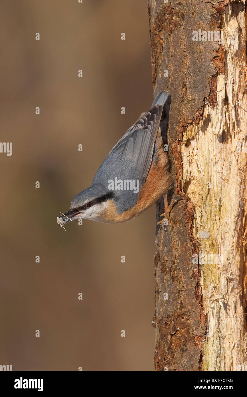 European Nuthatch, Kleiber, Spechtmeise, Sitta europaea, Sittelle ...