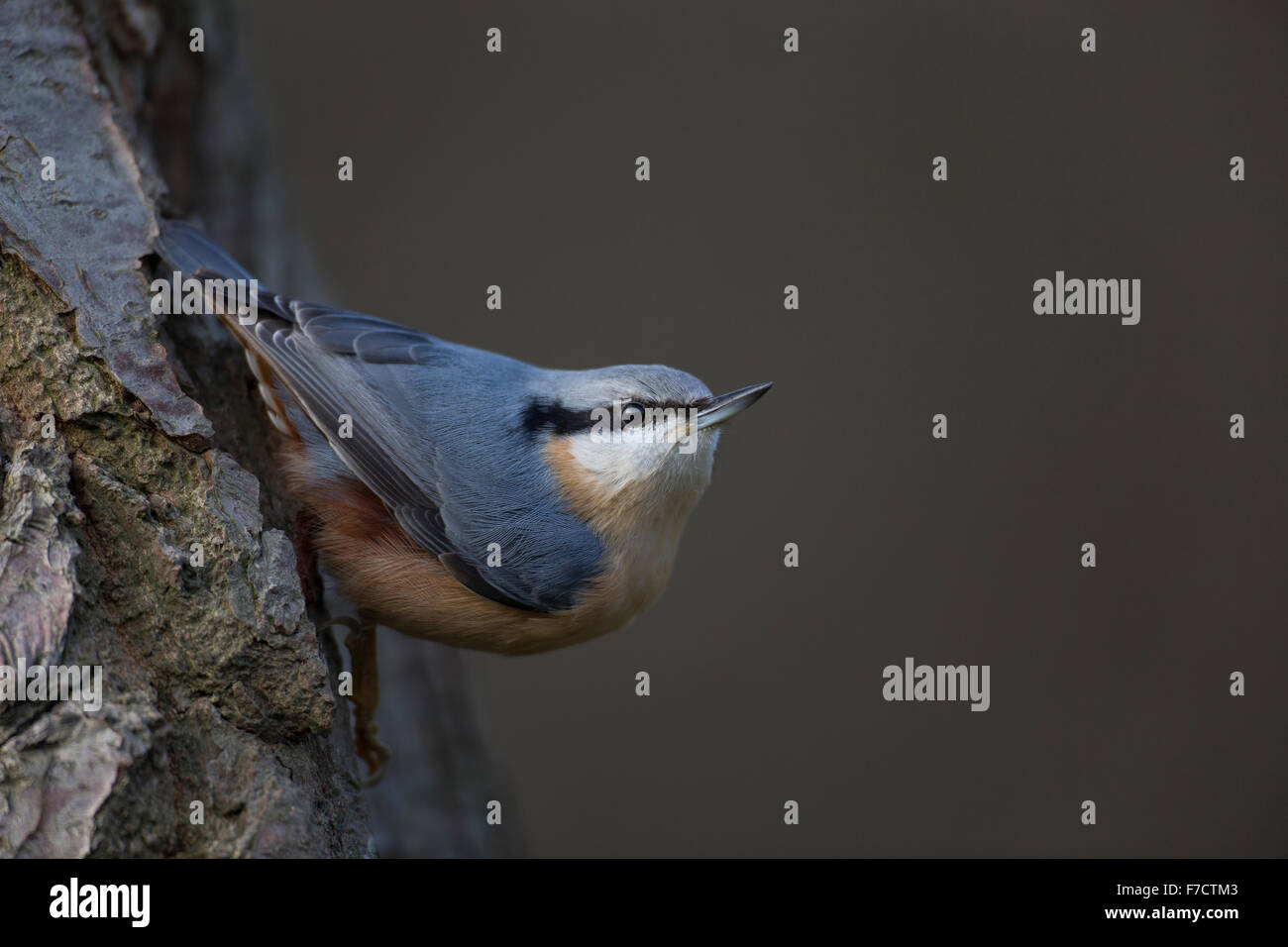 European Nuthatch, Kleiber, Spechtmeise, Sitta europaea, Sittelle ...