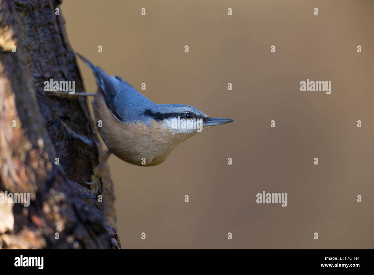 European Nuthatch, Kleiber, Spechtmeise, Sitta europaea, Sittelle ...