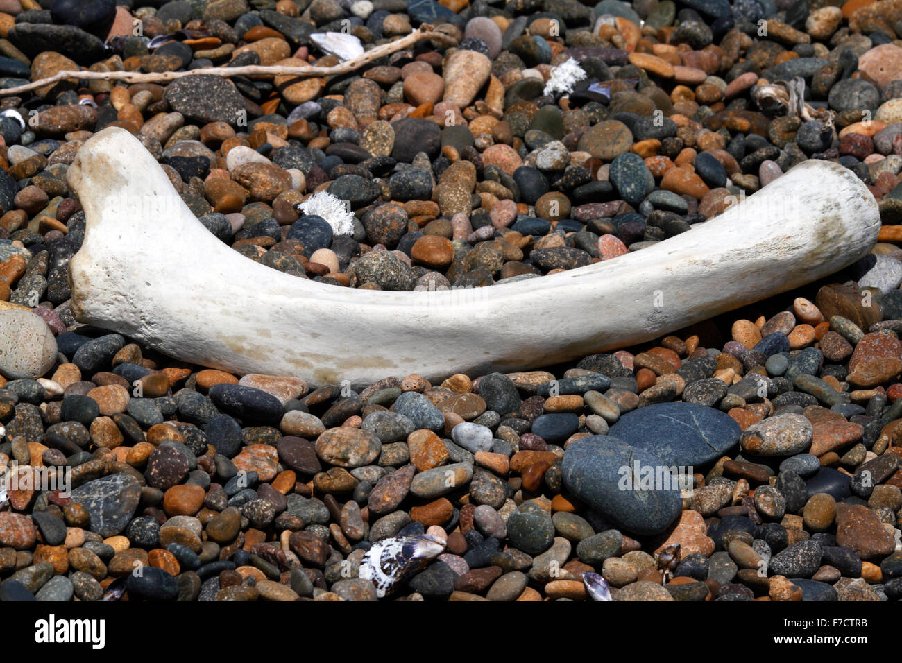 Beach whale bone hi-res stock photography and images - Alamy