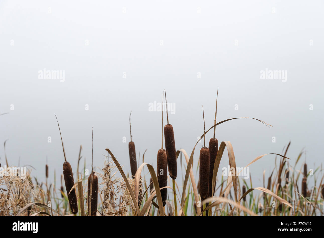 Bull rush hi-res stock photography and images - Alamy