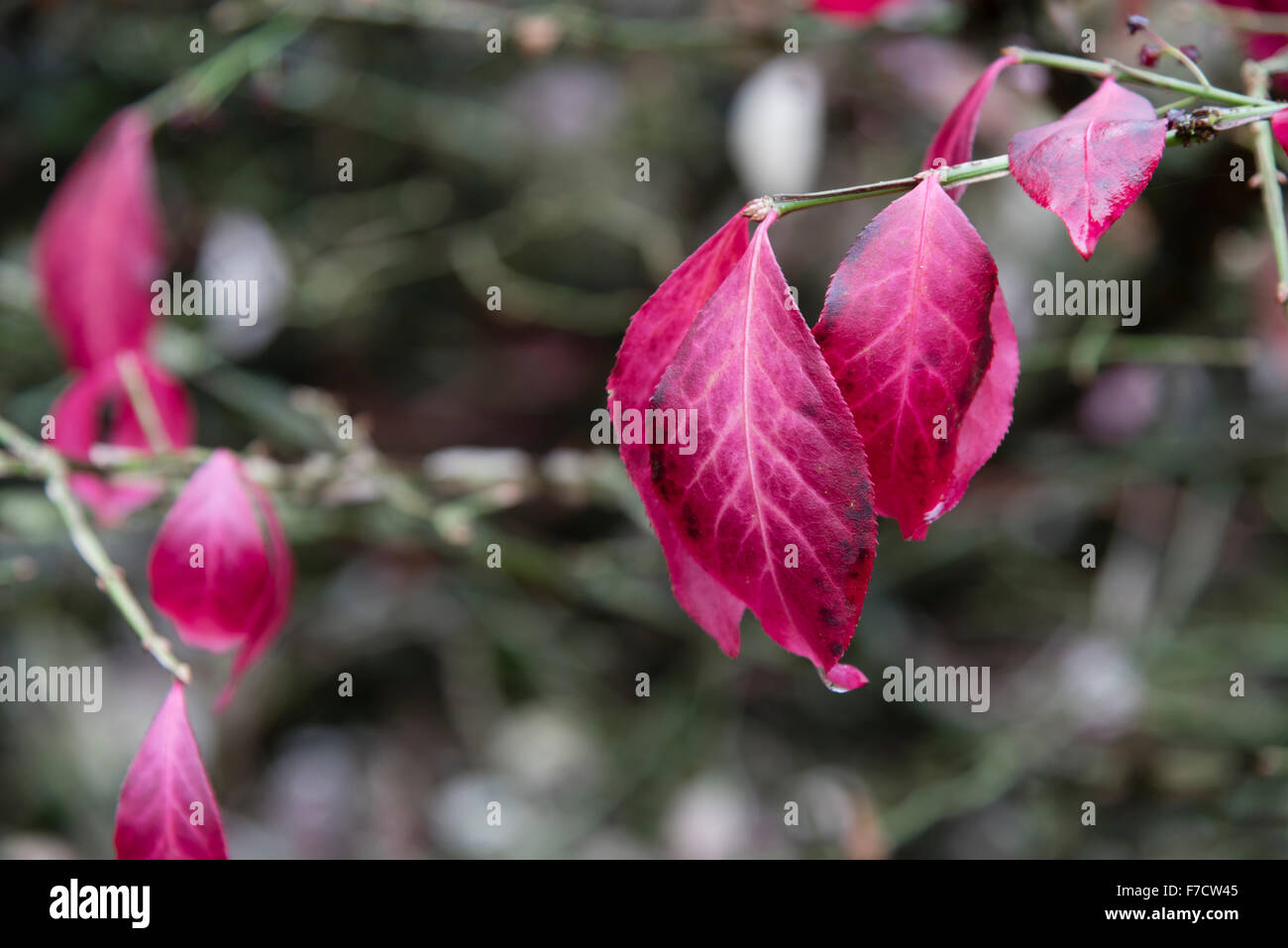 Autumn leaves of Euonymus alatus (burning bush) at Westonbirt Arboretum ...