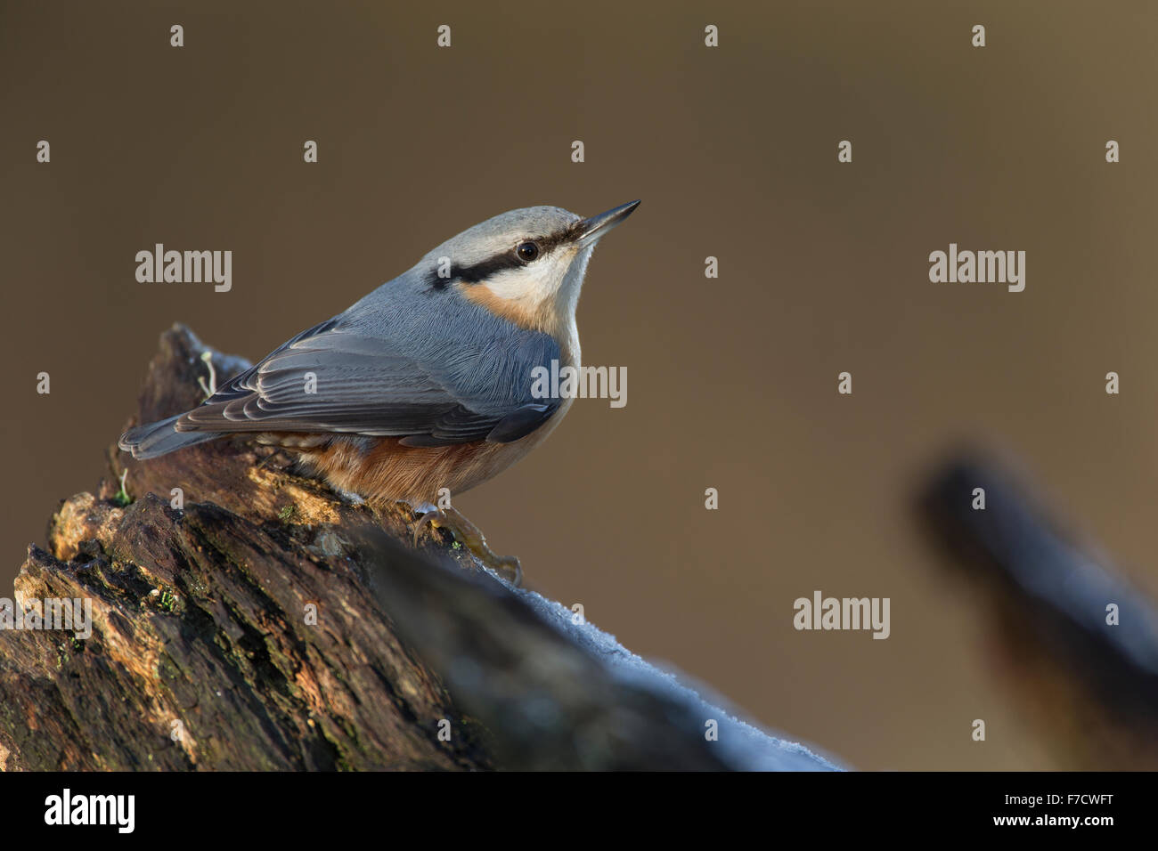 European Nuthatch, Kleiber, Spechtmeise, Sitta europaea, Sittelle ...