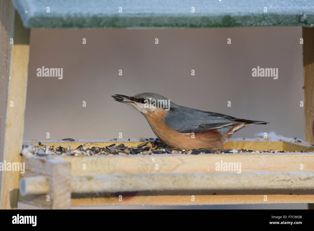 European Nuthatch, bird's feeding, birds feeding, Kleiber ...