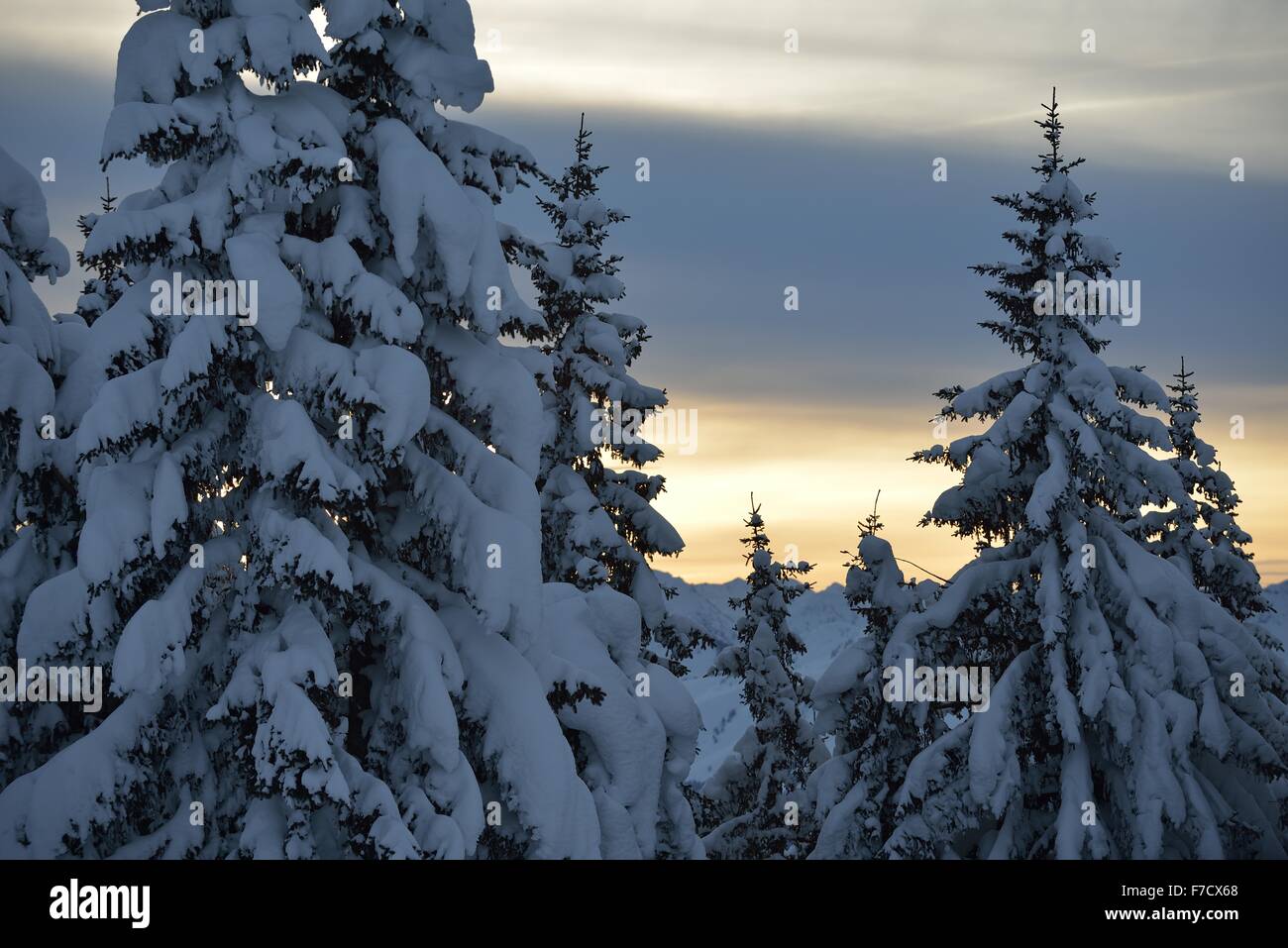 nature mountaint winter landscape with tree and fresh snow Stock Photo ...